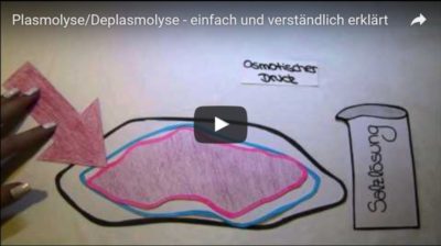 Plasmolyse / Deplasmolyse – einfach und verständlich erklärt ...